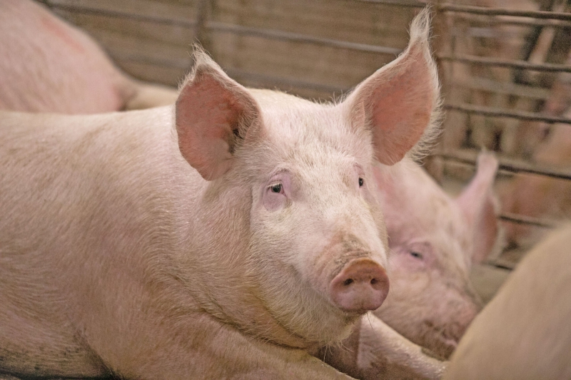 Topigs Norsvin