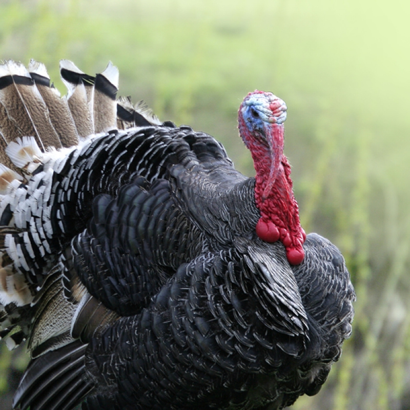 Smart Turkeys, NWO Open Technology program